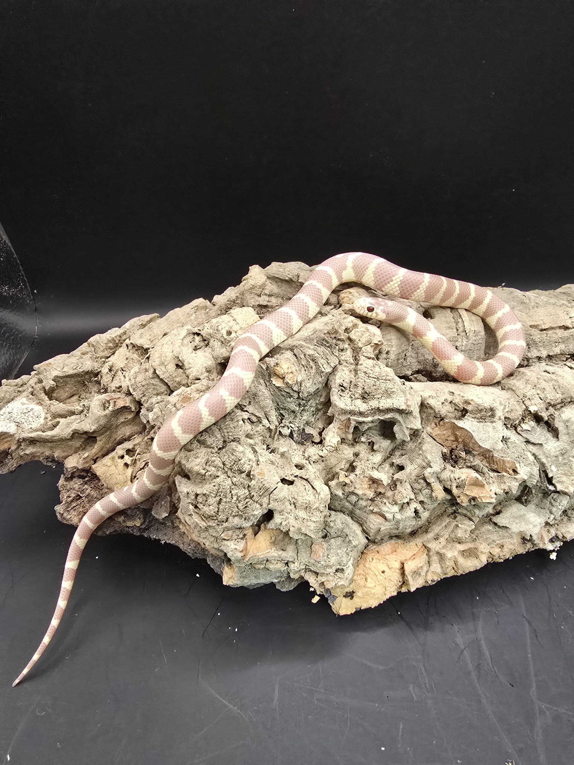 California Kingsnake : Lavendar Banded Ruby Eyed – Wabash River ...